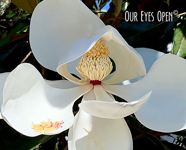 FOTD – Magnolia – Haiku – Our Eyes Open
