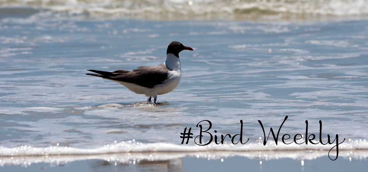 Bird Weekly Challenge – Our Eyes Open