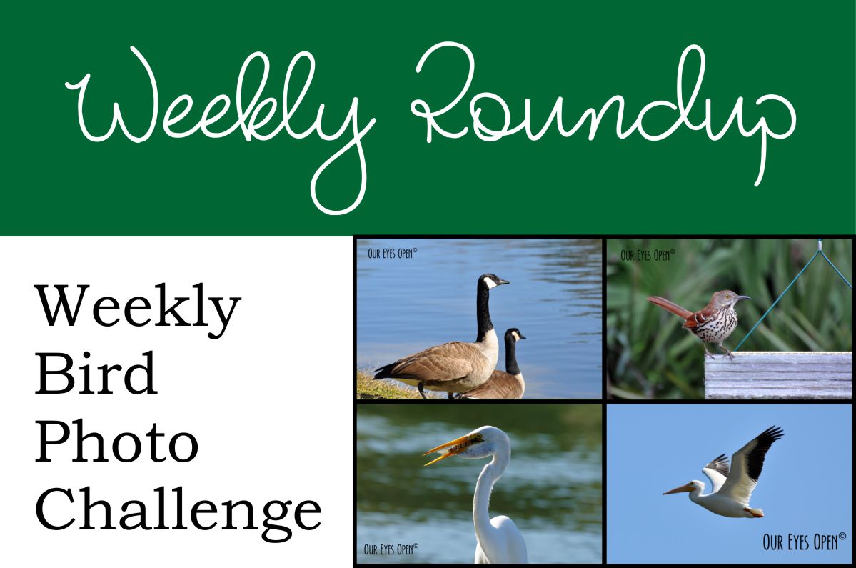 Bird Weekly Round-Up – Week #51 – Our Eyes Open