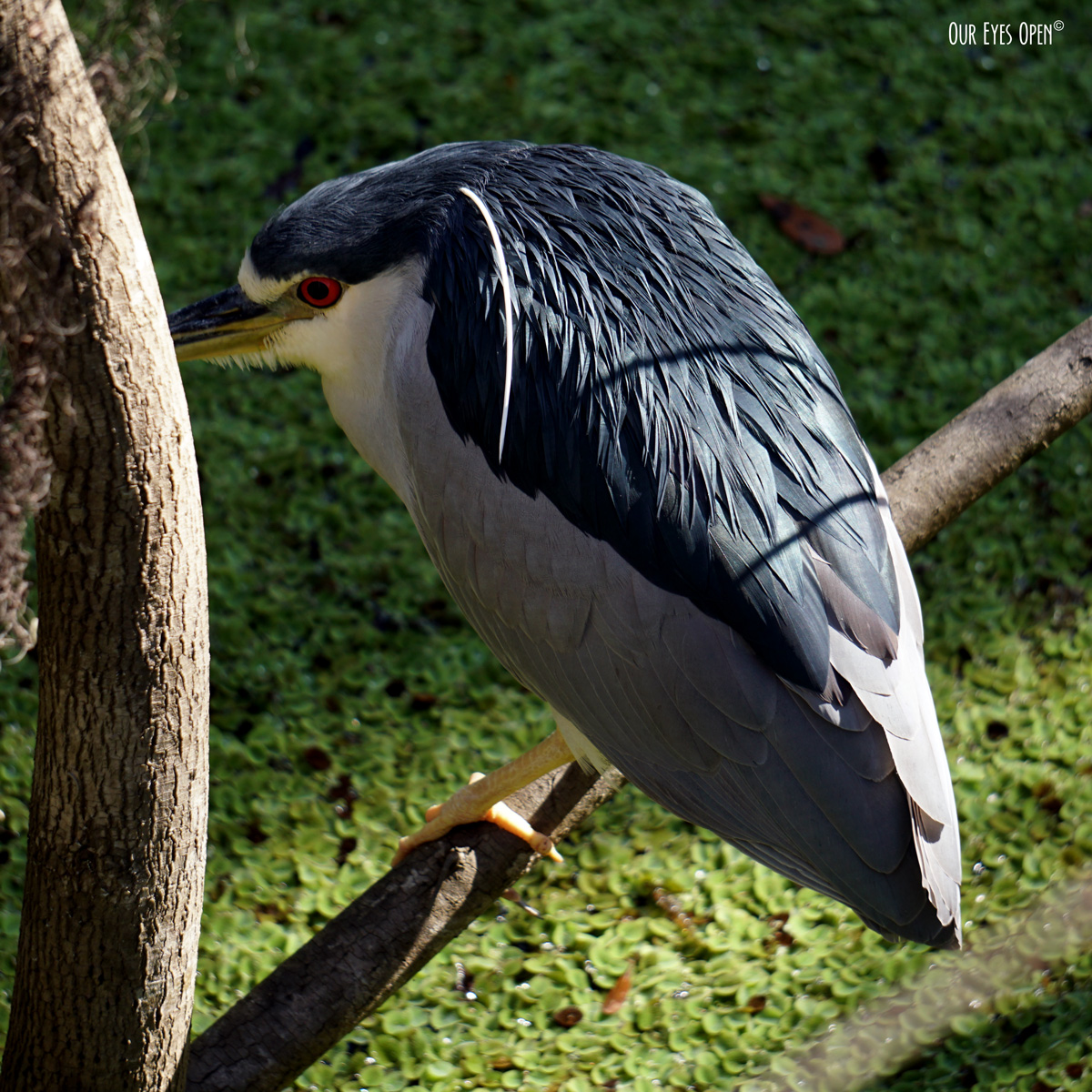 Feathery Soft – Our Eyes Open