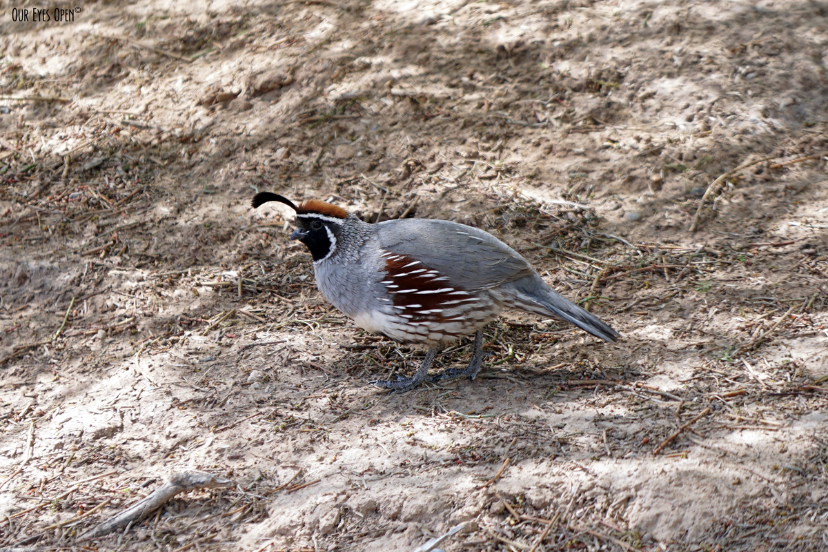 A-Z Challenge – Q is for Quail – Our Eyes Open