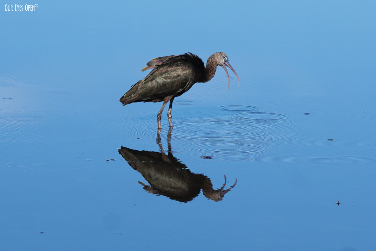 A-Z Challenge – I is for Ibis – Our Eyes Open